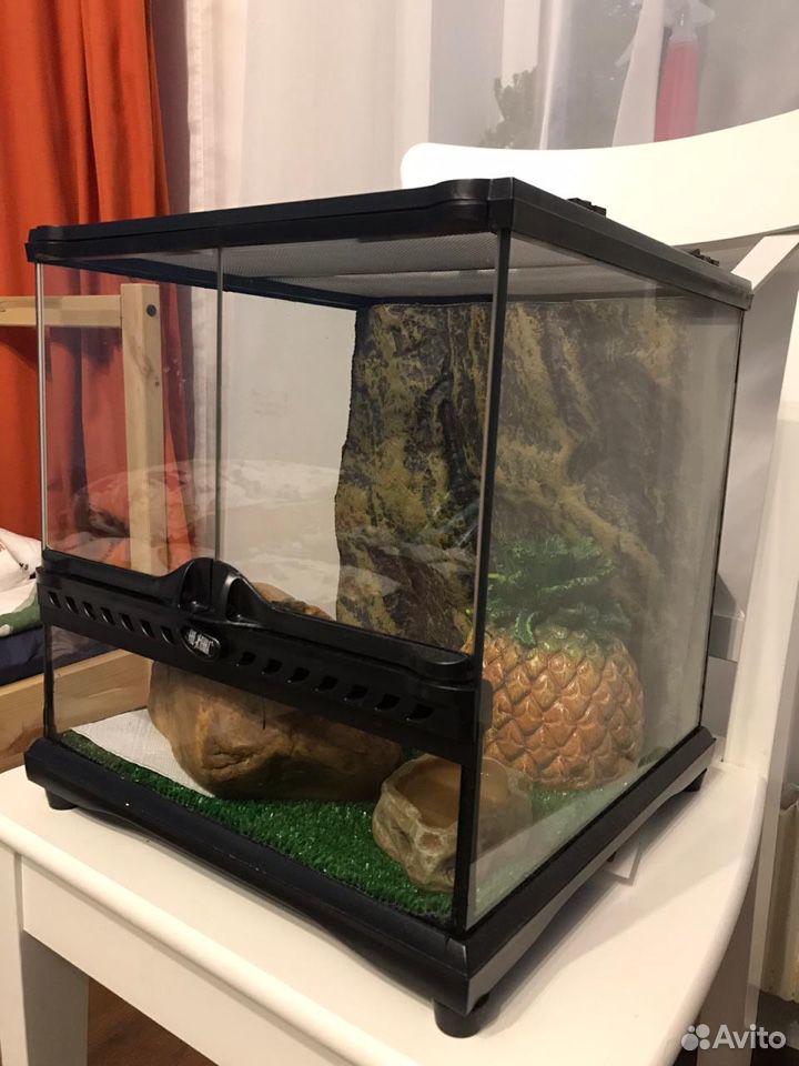 Террариум ящерица эублефар