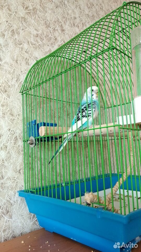 Волнистый попугай, самка + 2 клетки и корм