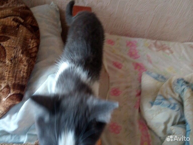 Котёнок
