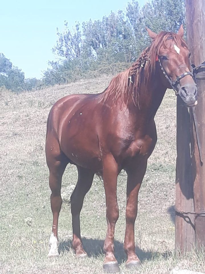 Жеребец иноход