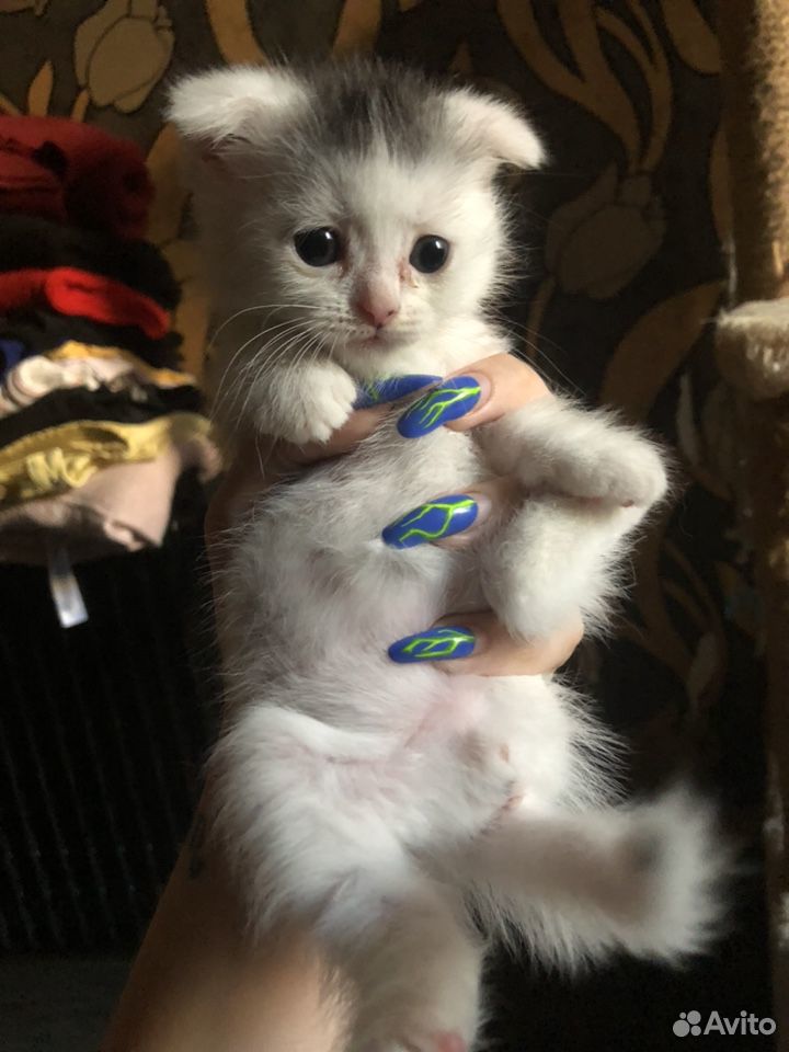 Котята вислоухие малютки