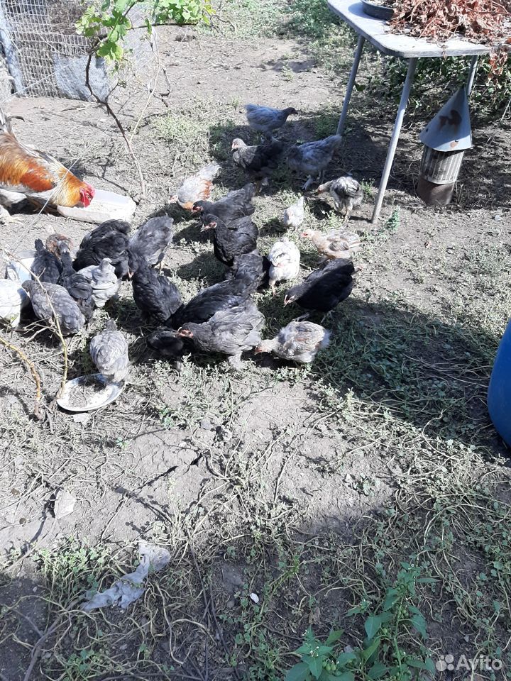 Продаются цыплята