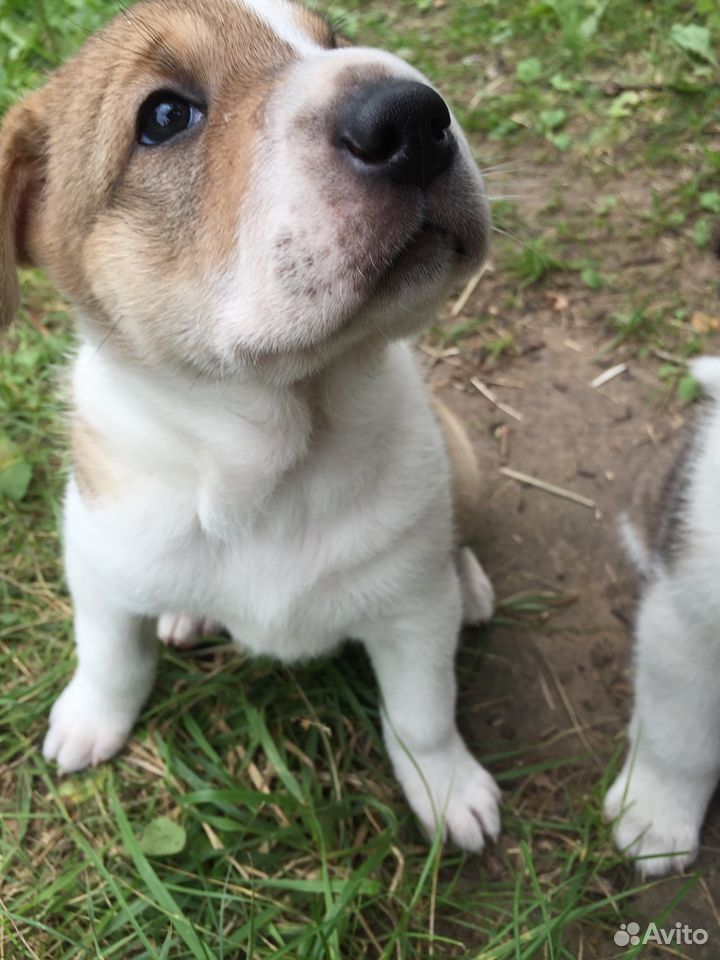 Щеночек метис