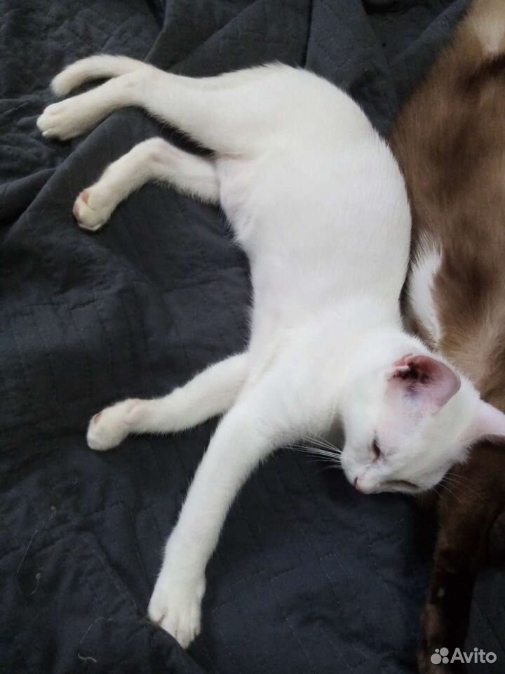 Молодой котик в добрые руки