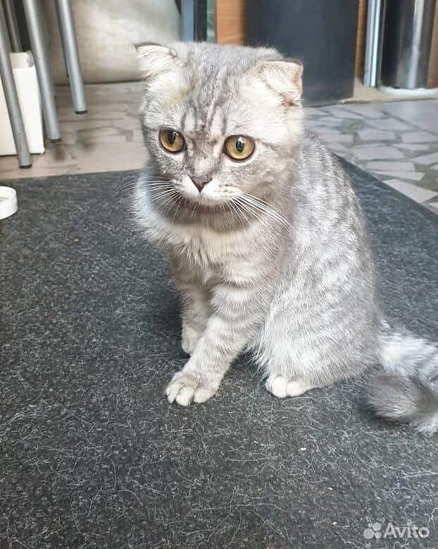 Кошка в дар