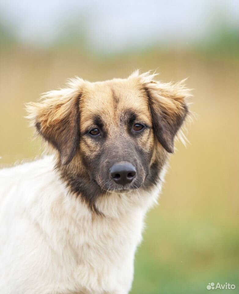 Собака метиз ретривера