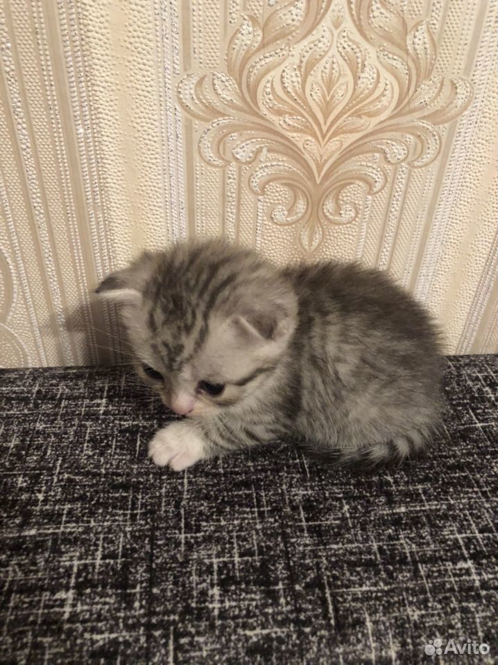 Вислоухая зайка Флюза