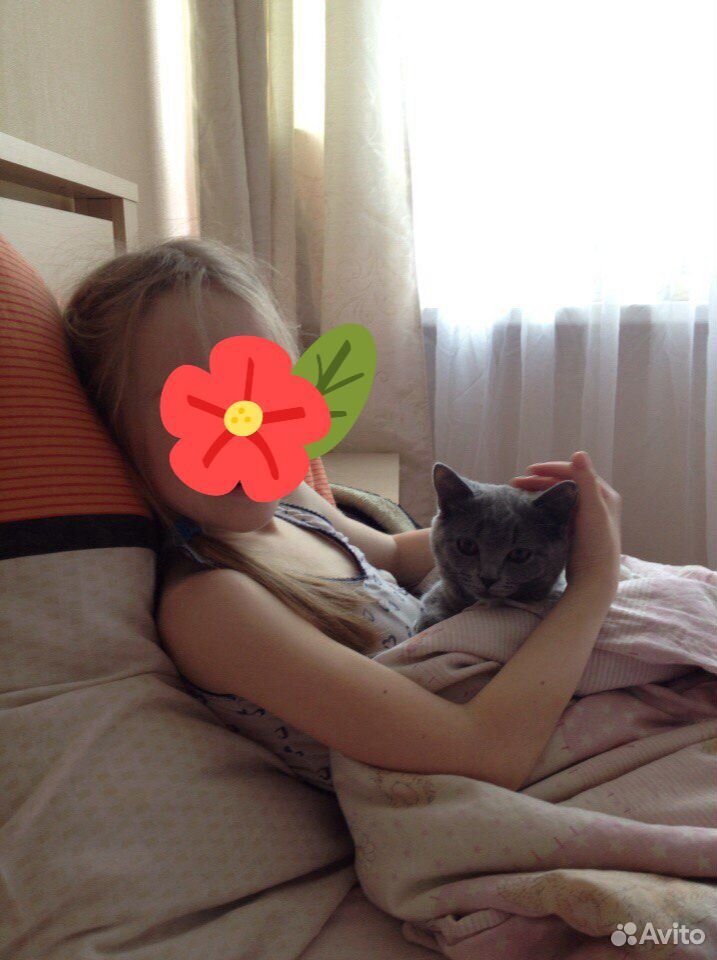 Отдам британскую кошку