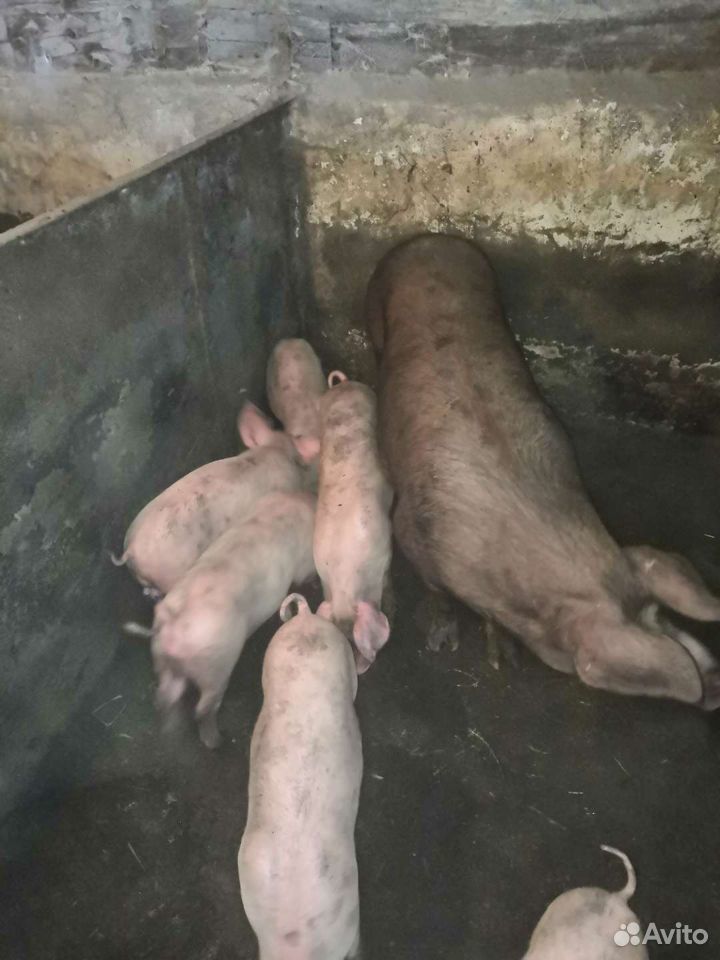 Поросенок ландрас и дюрок