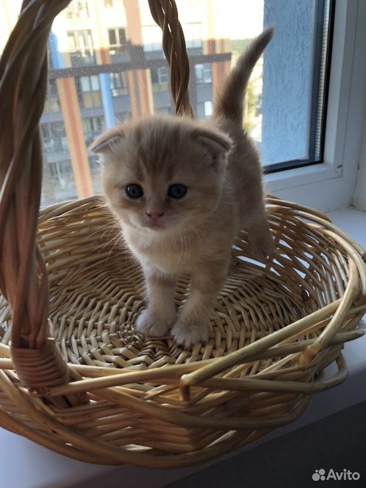 Шотландская рыжая кошечка