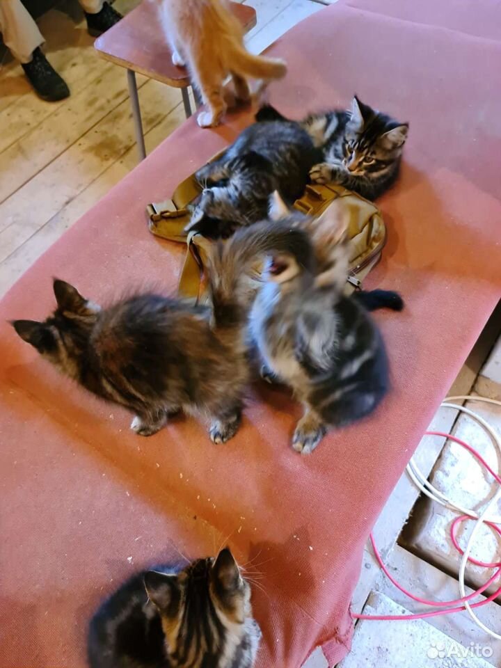 Продам котят
