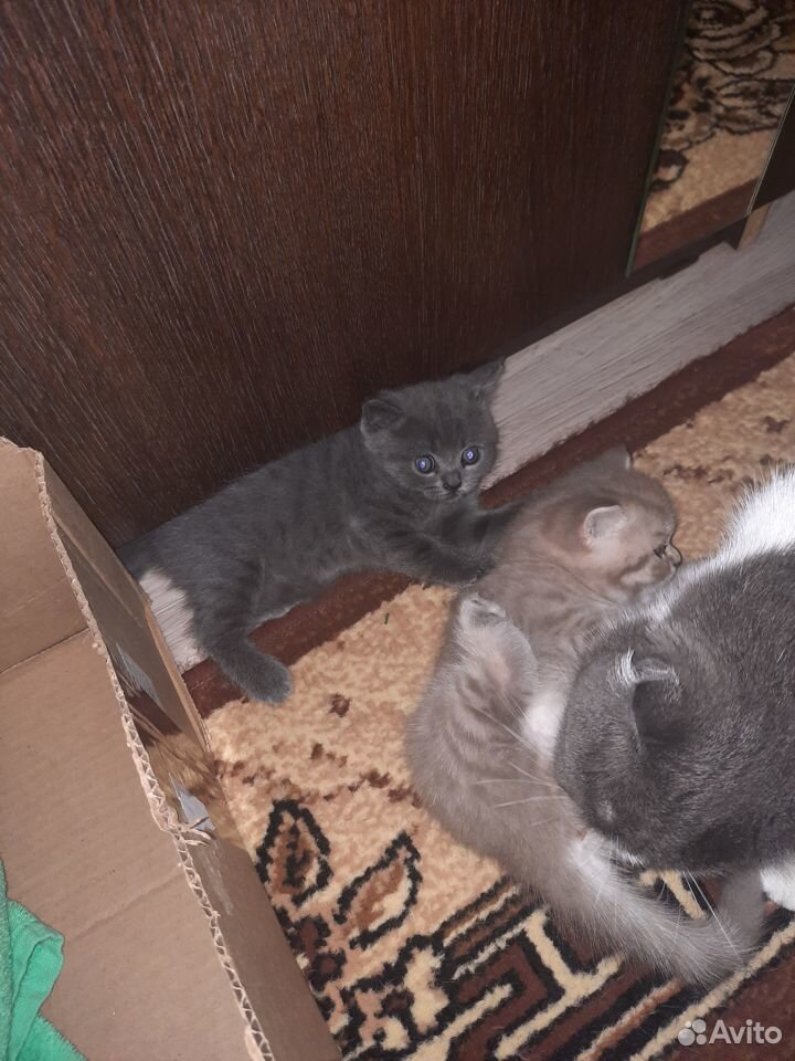 Британская