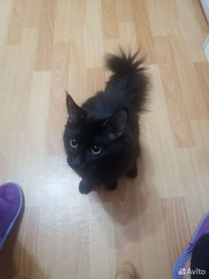 Черный котенок-подросток