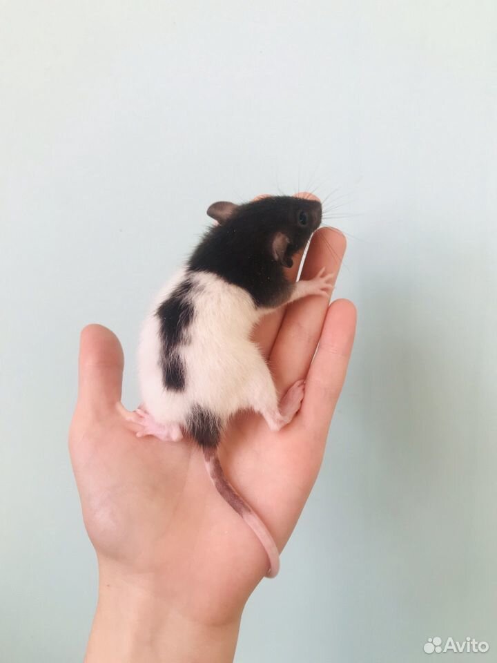 Крысы, крысята дамбо. Бурмизы, капюшоны