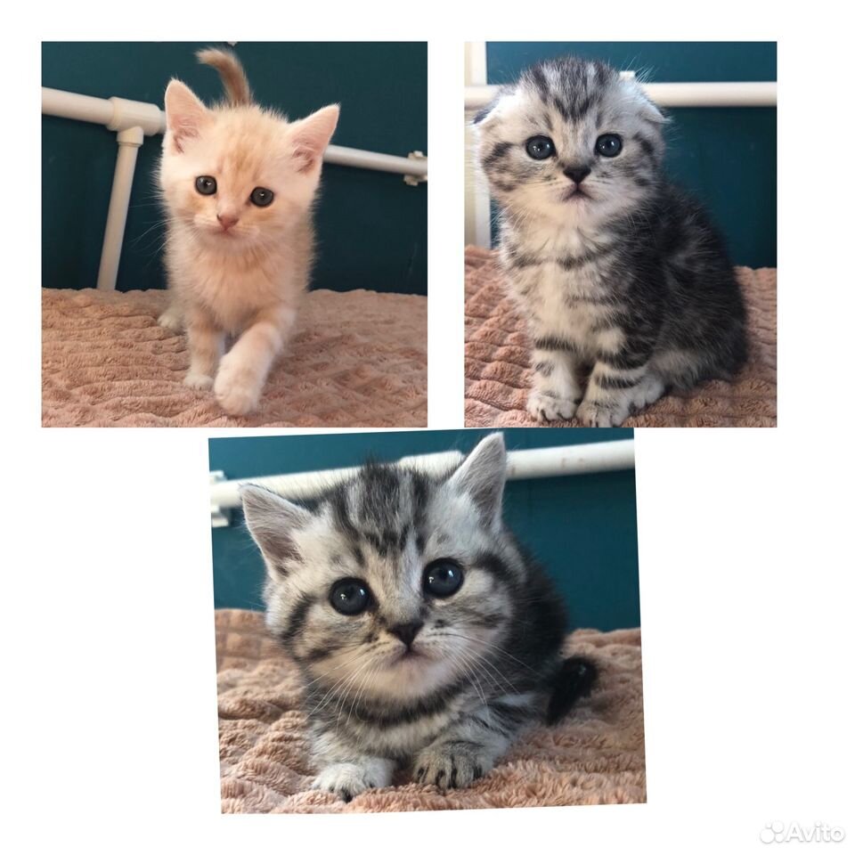 Продаются чудесные мраморные котята