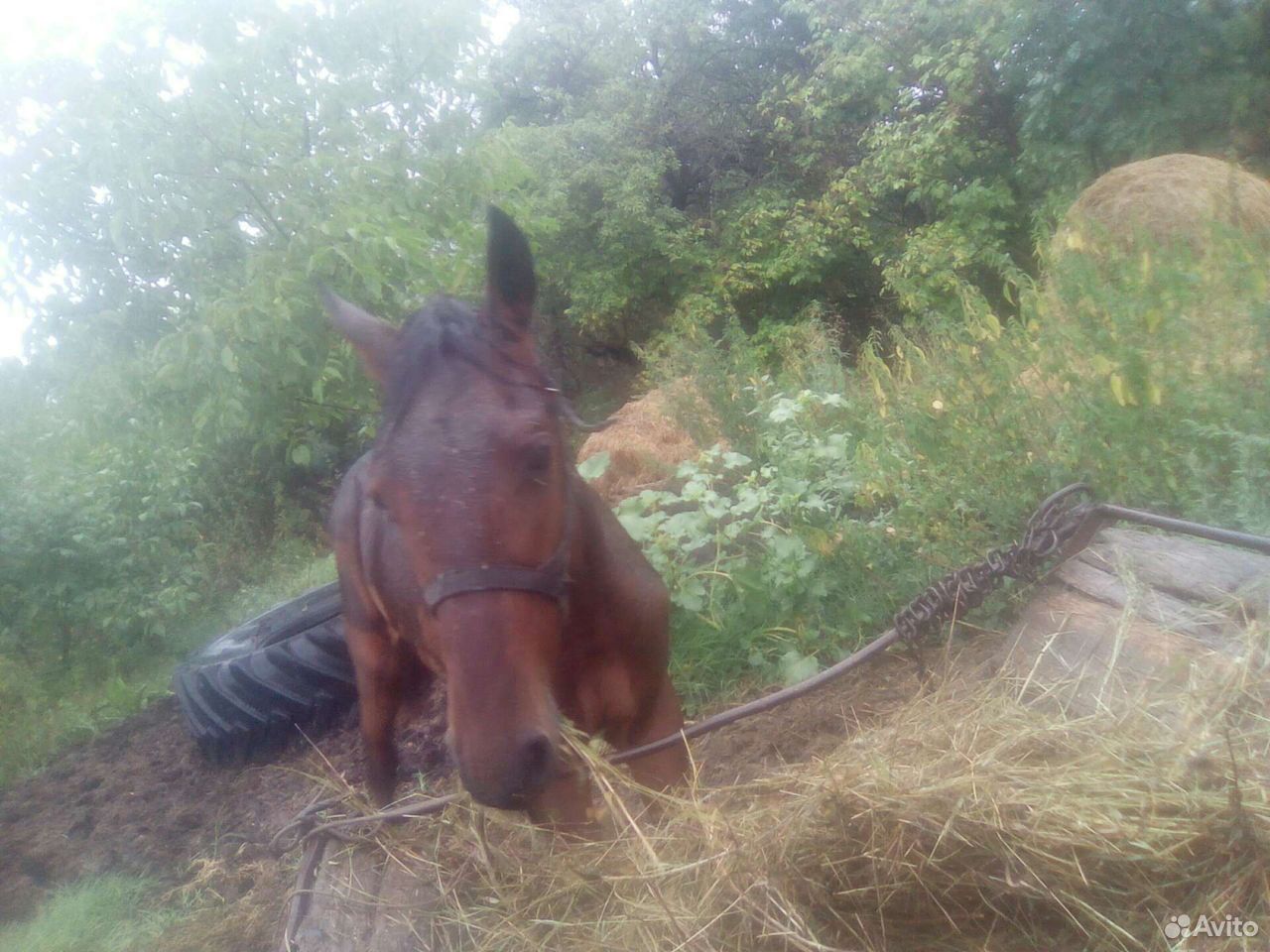 Продаётся жеребчик