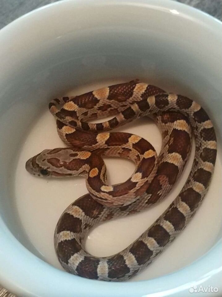 Змея Маисовый полоз