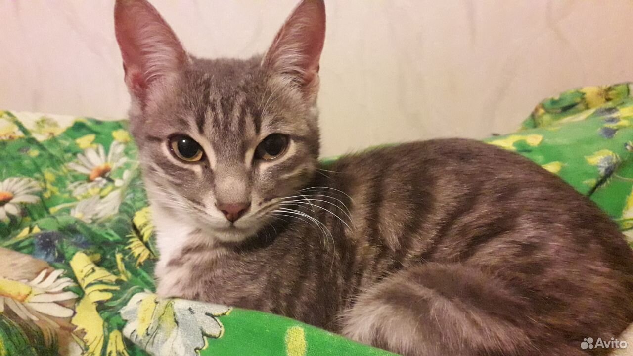 Кошечка Бусенка в добрые руки