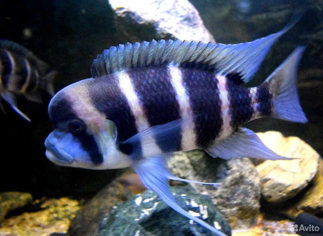 Фронтоза бурунди