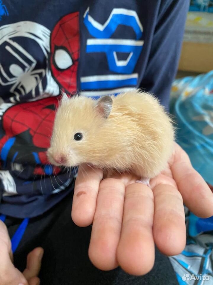 Сирийский хомяк