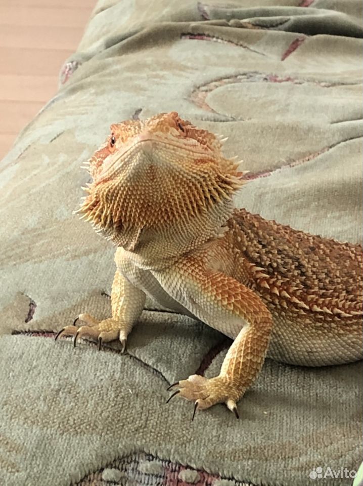 Бородатая агама