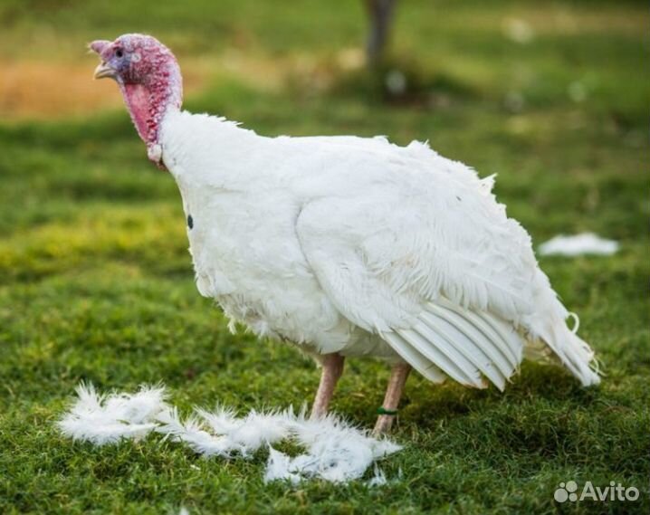 Индюки подростки