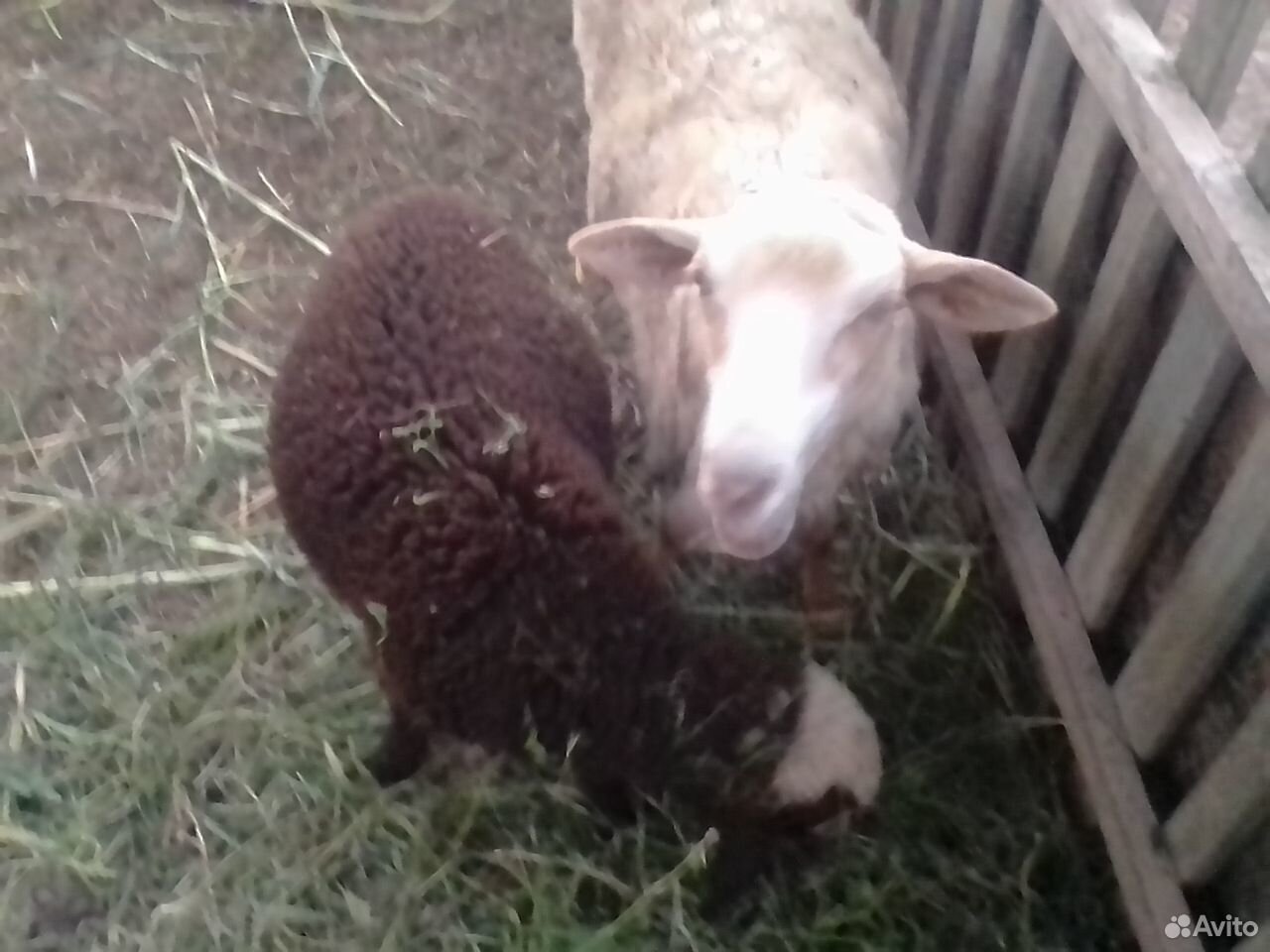 Баран Меринос