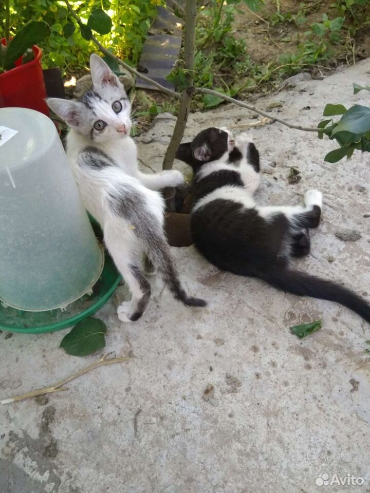 Котята в добрые руки