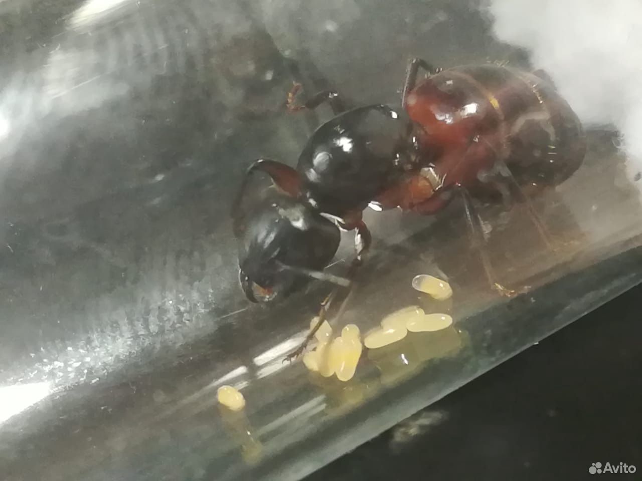 Европейский муравей древоточец camponotus ligniper
