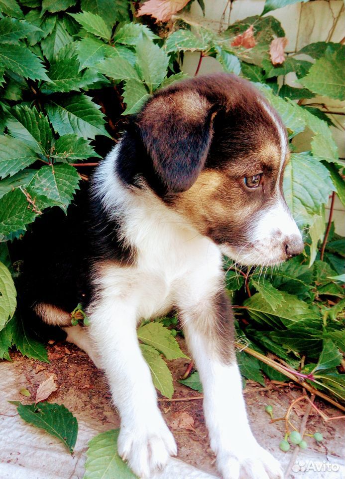 Щенок Амелька, 3 мес, помесь