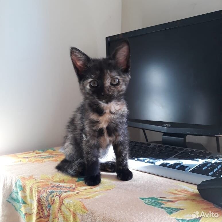 Котенок черепахового окраса Ириска