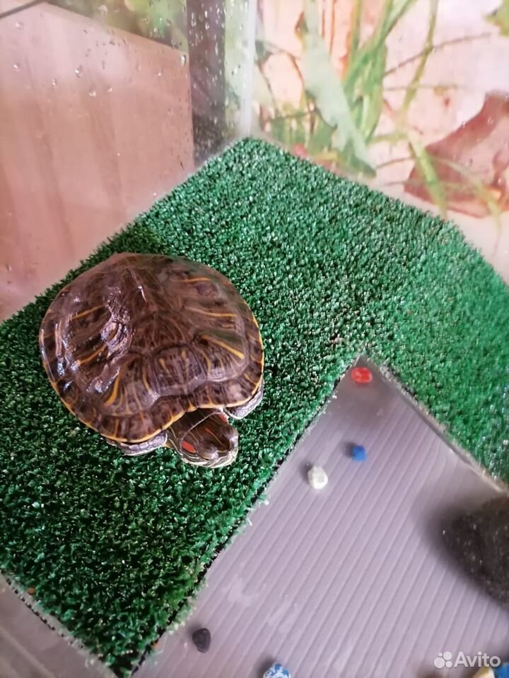 Продаётся красноголовая черепаха