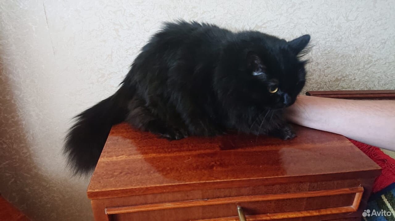 Британка длинношерстная