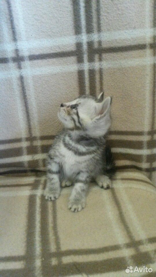 Шотландики "вискас"