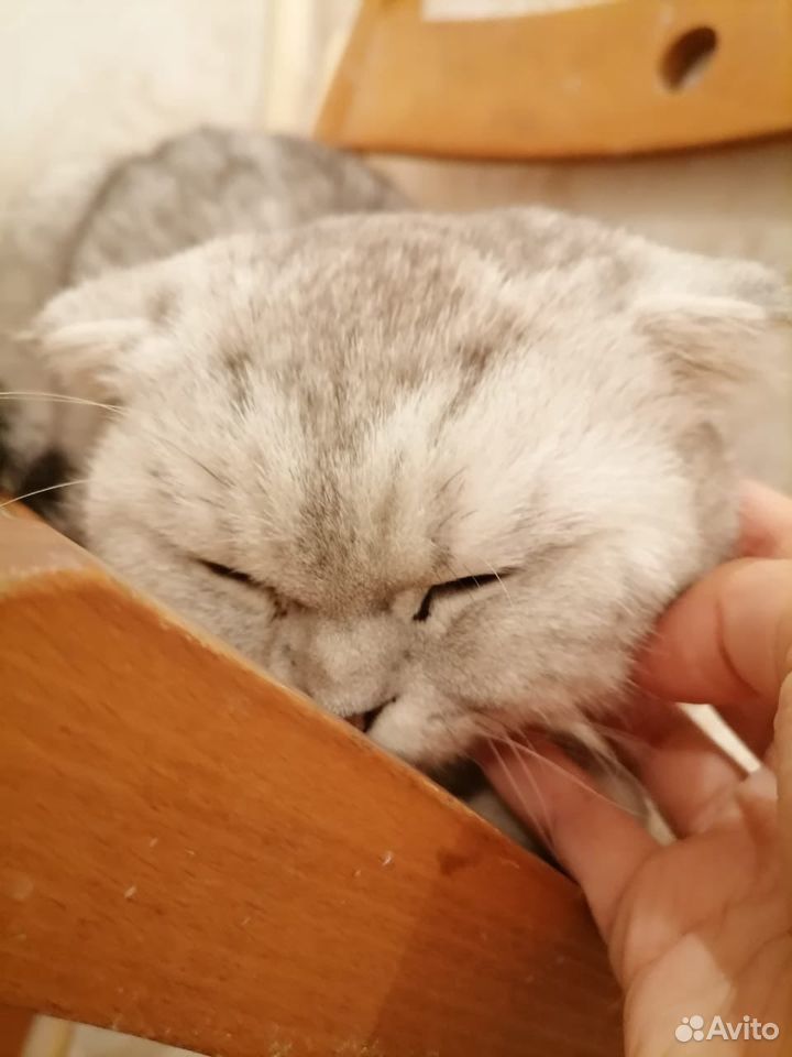 Шотландка вислоухая кошечка