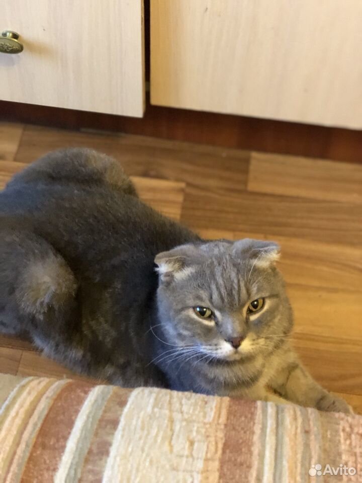 Шотландский вислоухий кот