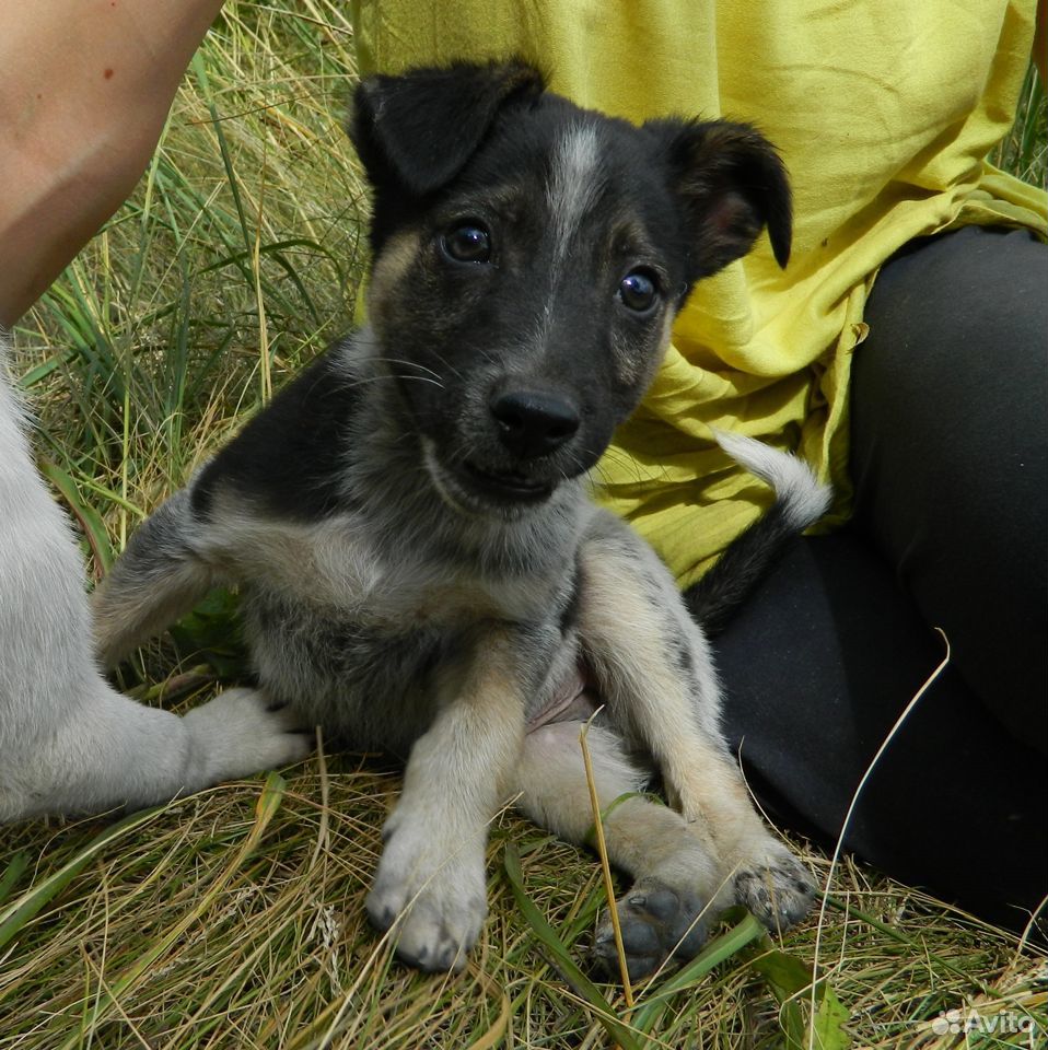 Теддик джет хозяина