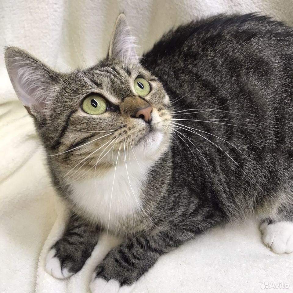 Беляш - котик мальчик 1 год, кастрирован