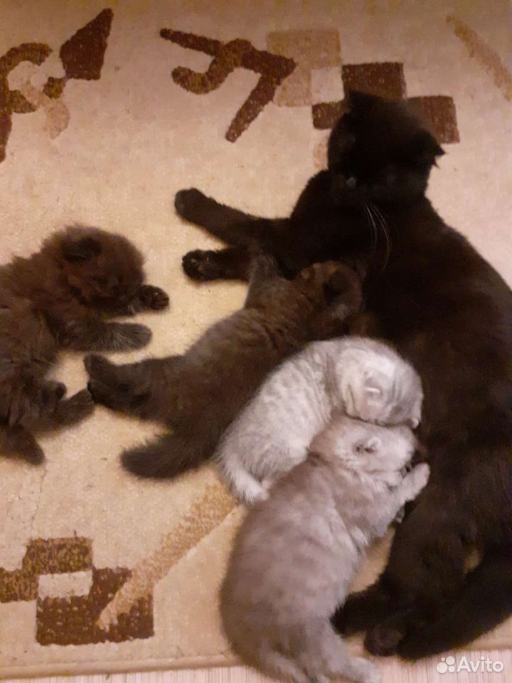 Котята шотландские