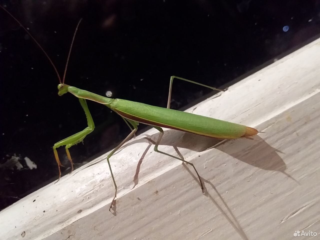 Богомол обыкновенный