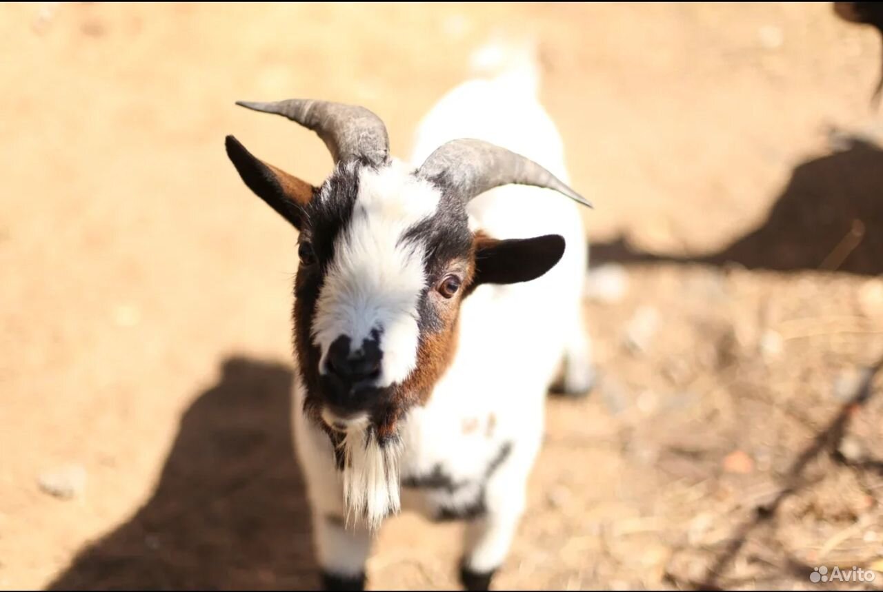 Камерунские козы пара