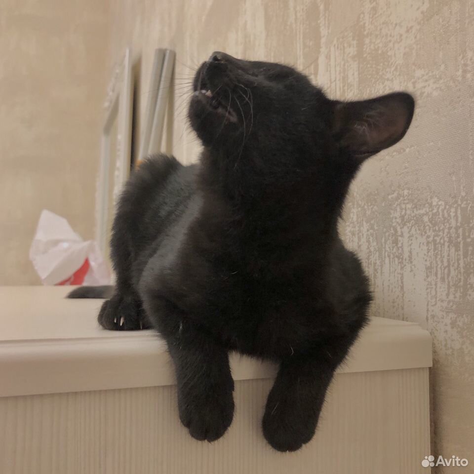 Малышка ищет дом