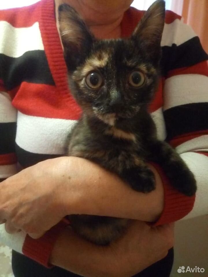 Котенок девочка