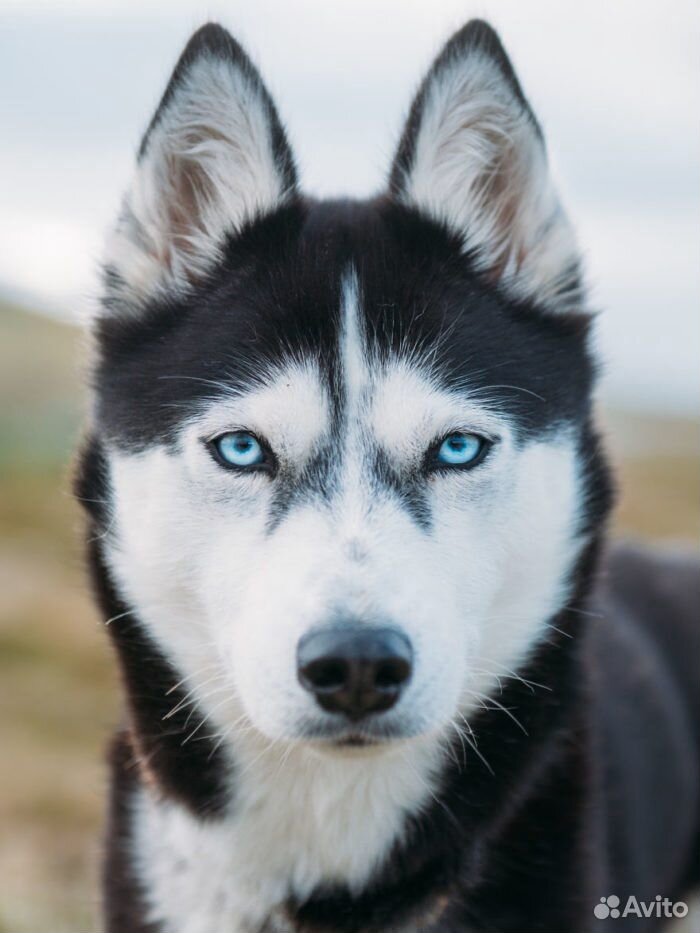 Продам хаски