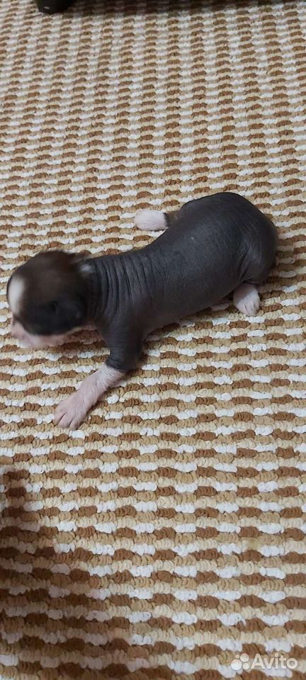 Китайская хохлатая