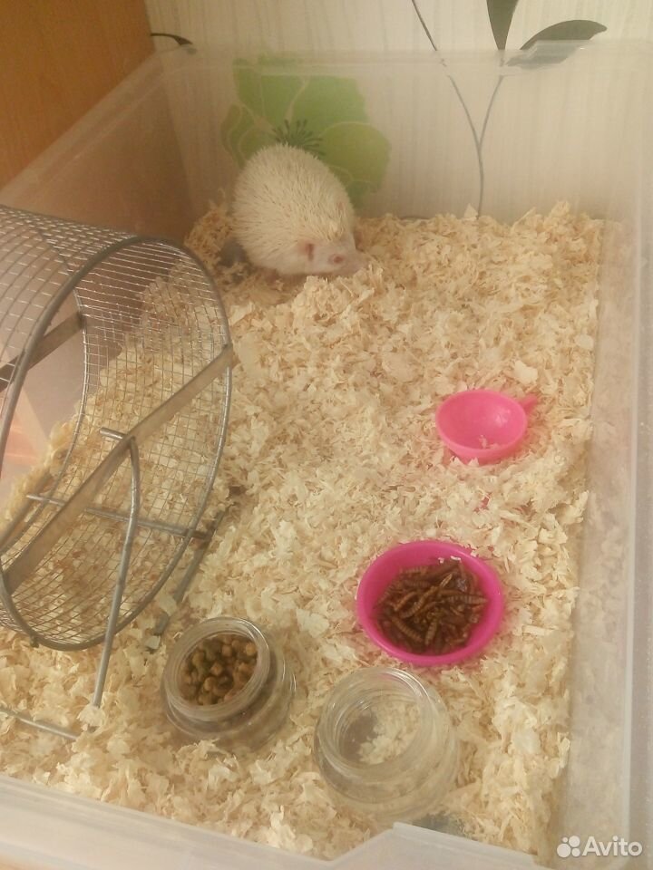 Карликовый Африканский Еж