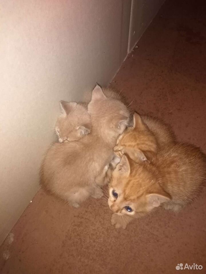 Котята