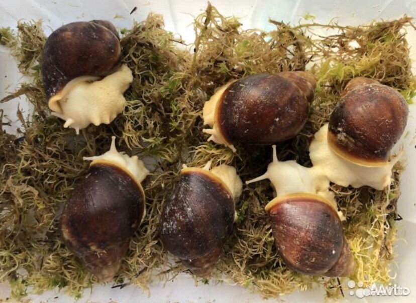 Улитки африканские Архахатина Пулаэрти