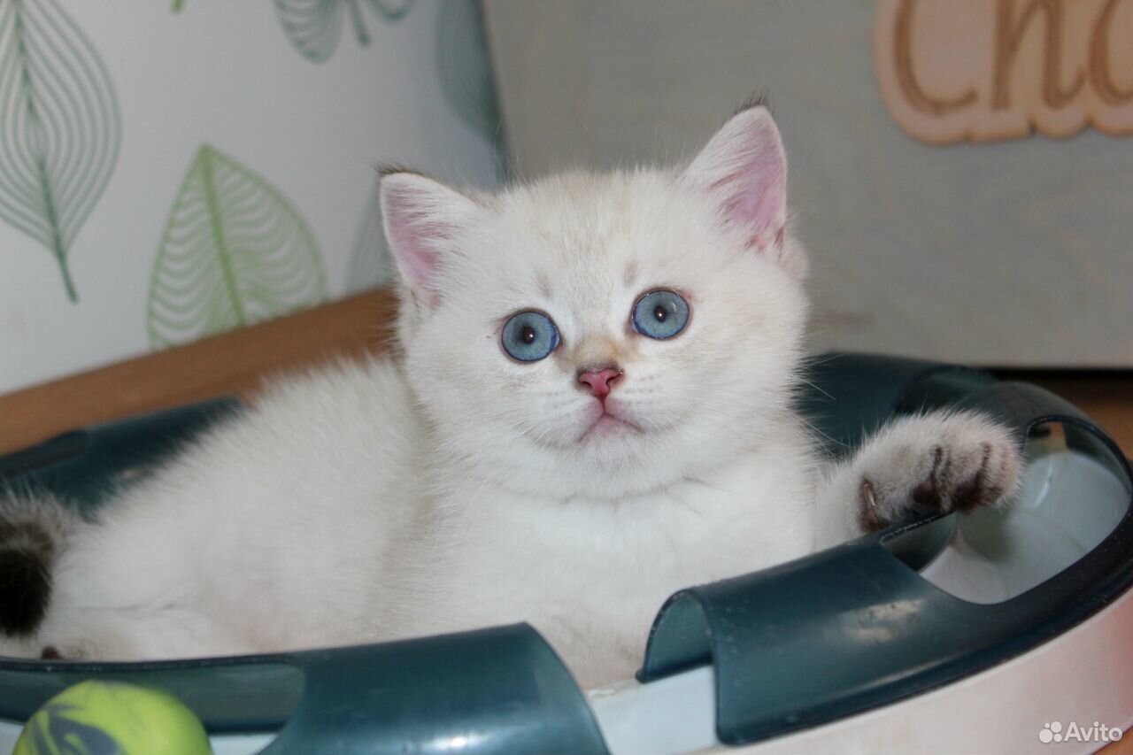 Шиншилла, эксклюзив, мальчик, синие глаза