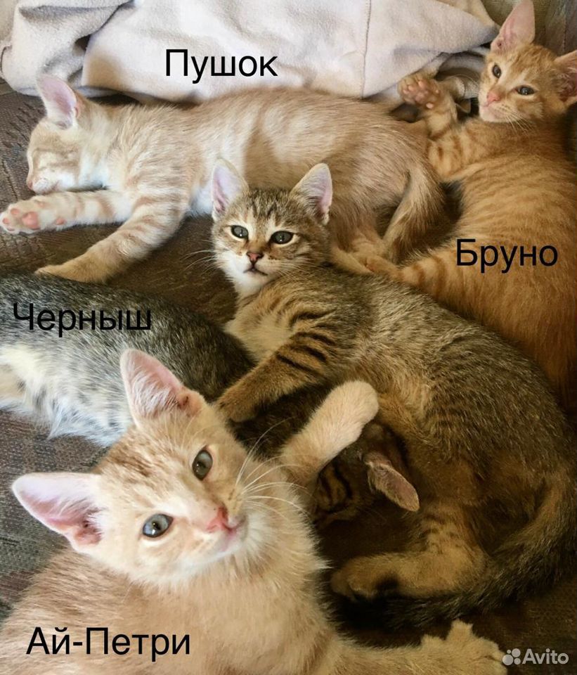 Котятки разные домашние бесплатно